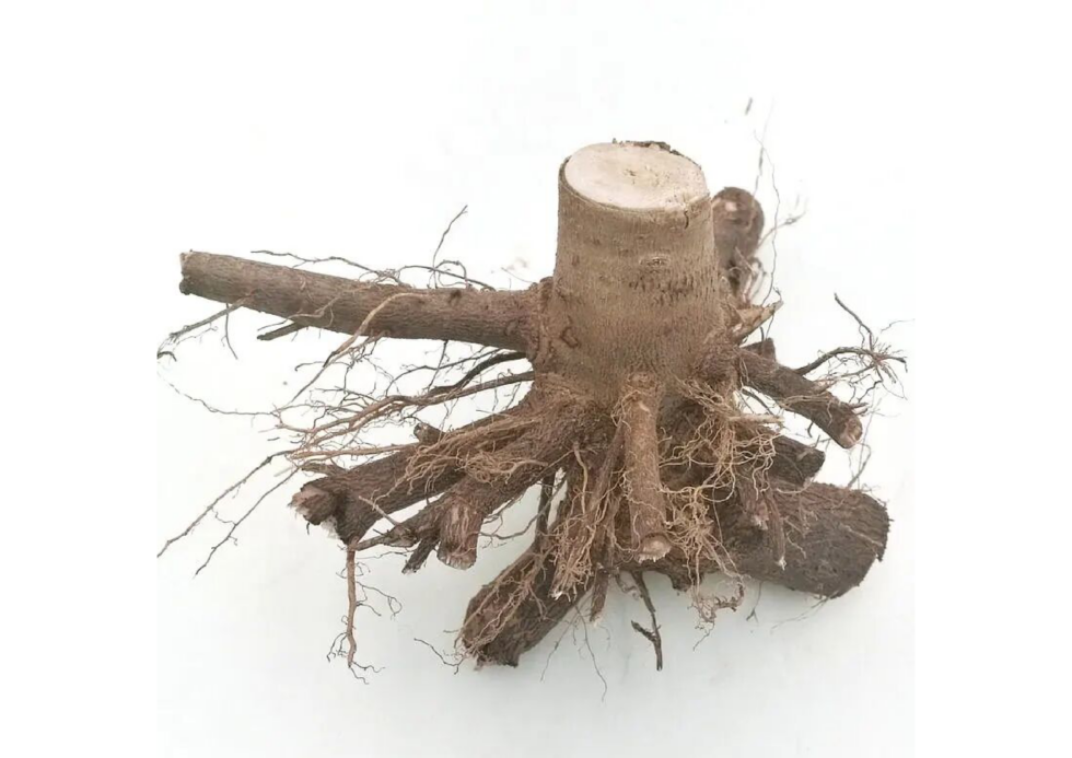 Radacina din lemn de paulownia pentru dezvoltarea de arbori pentru ...